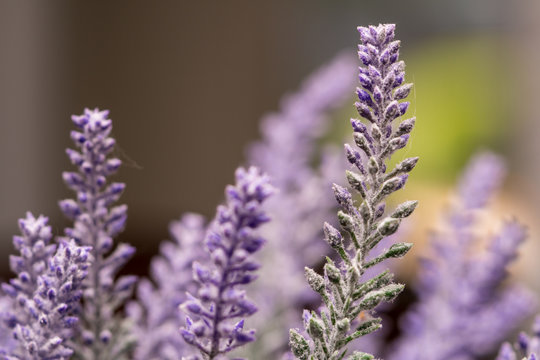 Lavender Close Up Images – Browse 43,333 Stock Photos, Vectors, and ...