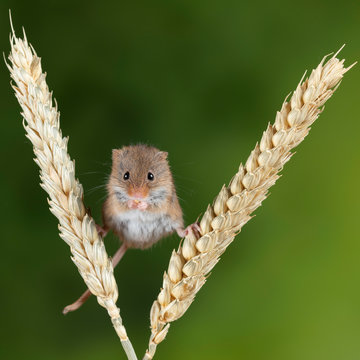 Feldmaus Bilder – Durchsuchen 10,803 Archivfotos, Vektorgrafiken und ...
