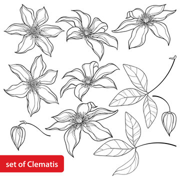 Clematis Flower Drawing