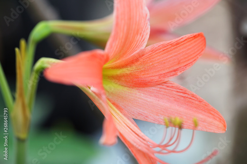 Beautiful Amaryllis Flower Images | Best Flower Site