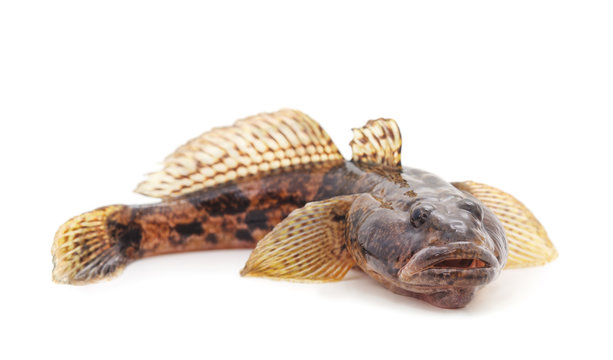 Bullfish Images – Browse 16 Stock Photos, Vectors, and Video | Adobe Stock