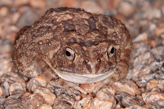 「Dack」の画像 - 595 件の Stock 写真、ベクターおよびビデオ | Adobe Stock