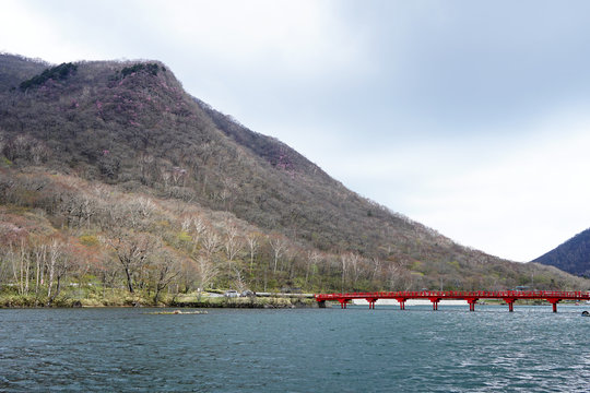 啄木鳥 Images – Browse 604 Stock Photos, Vectors, and Video | Adobe Stock