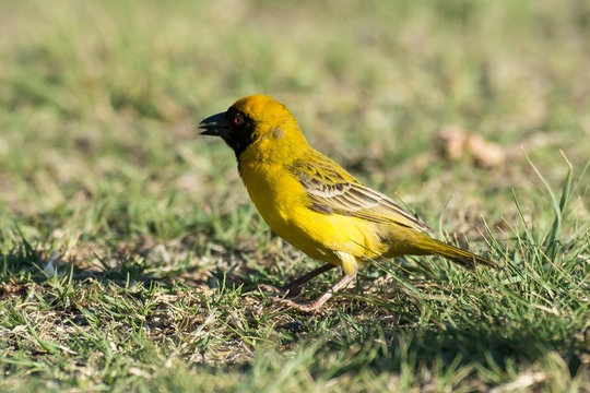Imágenes de "Lesser Masked Weaver": descubre bancos de fotos ...