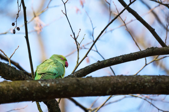 Alexandersittich Images – Browse 70 Stock Photos, Vectors, and Video ...