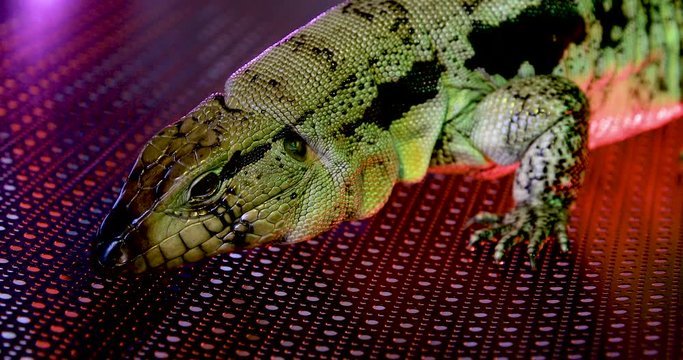 "Tegu Lizard" Images – Browse 402 Stock Photos, Vectors, and Video ...
