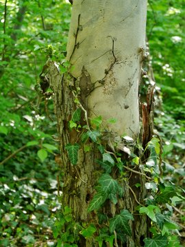 Efeuranken Images – Parcourir 295 le catalogue de photos, vecteurs et ...