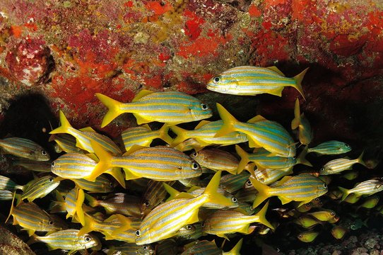 Yellowfish-Bilder: Stock-Fotos & -Videos. | Adobe Stock