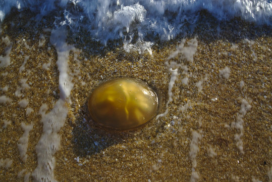 Yellow Blobs On Beach