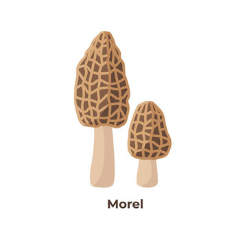 Sac Fungi