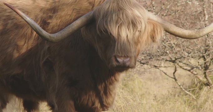 Higlander Images – Browse 131 Stock Photos, Vectors, and Video | Adobe ...