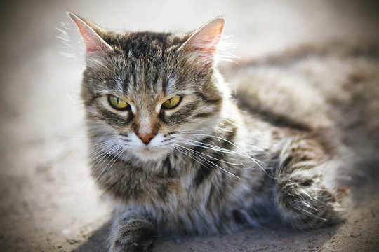 Mutt-Cat Images – Browse 81 Stock Photos, Vectors, and Video | Adobe Stock