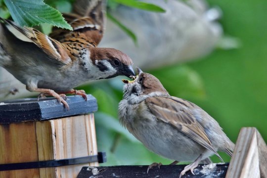 「Feldspatzen」の写真素材 | 41件の無料イラスト画像 | Adobe Stock