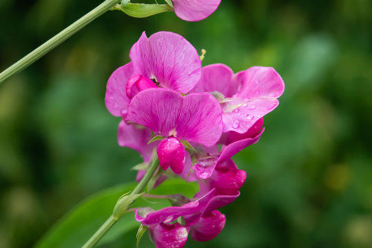 Lathyrus Images – Browse 3,688 Stock Photos, Vectors, and Video | Adobe ...