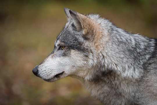 Wolf Side Profile