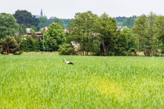 Maj Bilder – Durchsuchen 3,976 Archivfotos, Vektorgrafiken und Videos ...