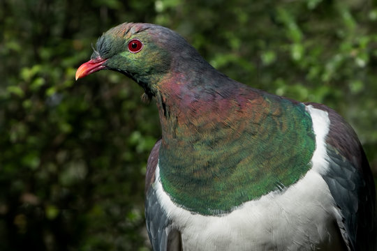 รูปภาพKereru – เลือกดูภาพถ่ายสต็อก เวกเตอร์ และวิดีโอ308 | Adobe Stock