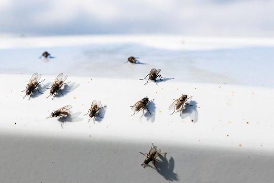 Imágenes de Musca: descubre bancos de fotos, ilustraciones, vectores y ...