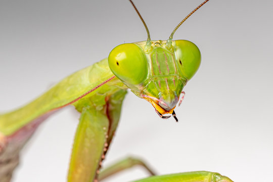 Pseudo-Pupil Images – Browse 2 Stock Photos, Vectors, and Video | Adobe ...