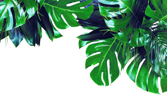 Tropical Leaf Clip Art