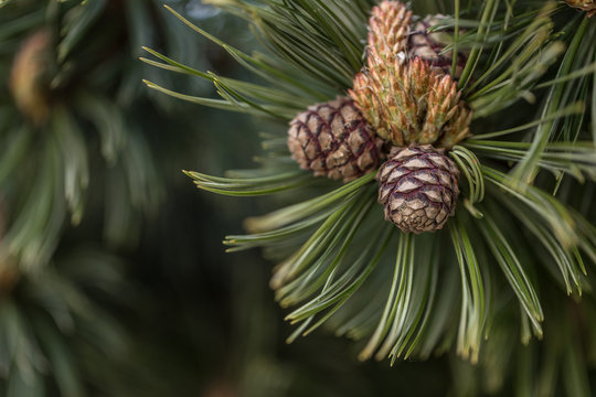Zirbenbaum Bilder – Durchsuchen 1,420 Archivfotos, Vektorgrafiken und ...