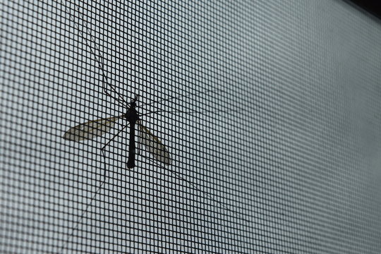 รูปภาพPesty – เลือกดูภาพถ่ายสต็อก เวกเตอร์ และวิดีโอ64 | Adobe Stock