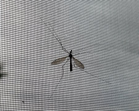 「Pesty」の画像 - 64 件の Stock 写真、ベクターおよびビデオ | Adobe Stock