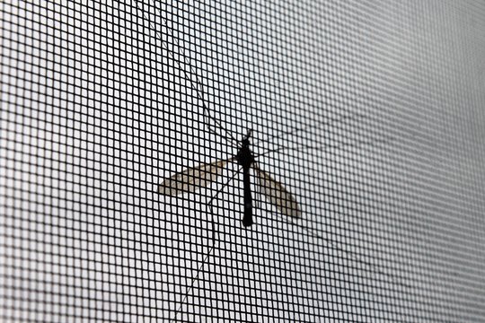 Pesty Images – Browse 91 Stock Photos, Vectors, and Video | Adobe Stock