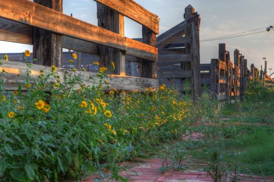 Stockyards Images – Browse 197 Stock Photos, Vectors, and Video | Adobe ...