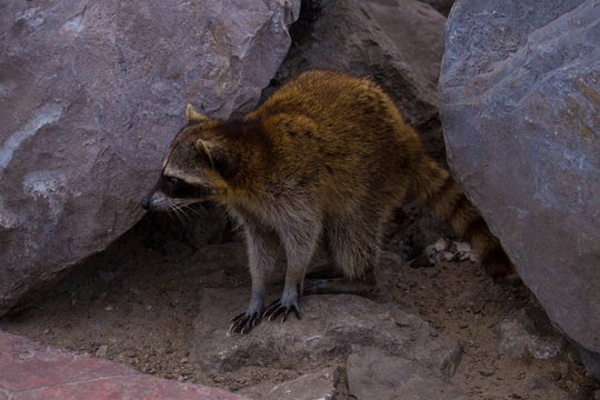 รูปภาพVombatidae – เลือกดูภาพถ่ายสต็อก เวกเตอร์ และวิดีโอ6,983 | Adobe ...