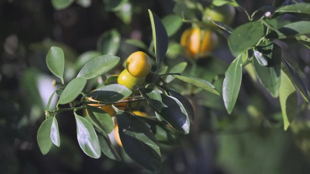 "Clementine Tree" Images – Browse 253 Stock Photos, Vectors, and Video ...