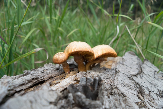 Destruenten Bilder – Durchsuchen 1,496 Archivfotos, Vektorgrafiken und ...