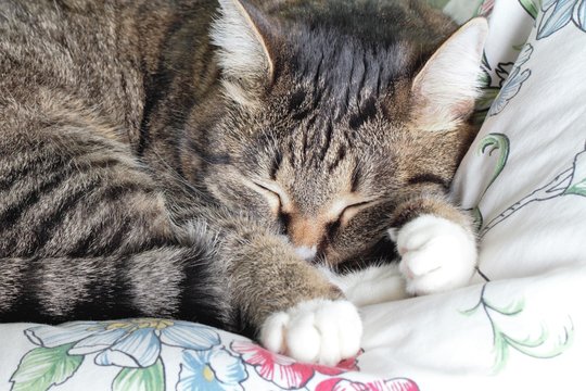 รูปภาพSluggard – เลือกดูภาพถ่ายสต็อก เวกเตอร์ และวิดีโอ385 | Adobe Stock