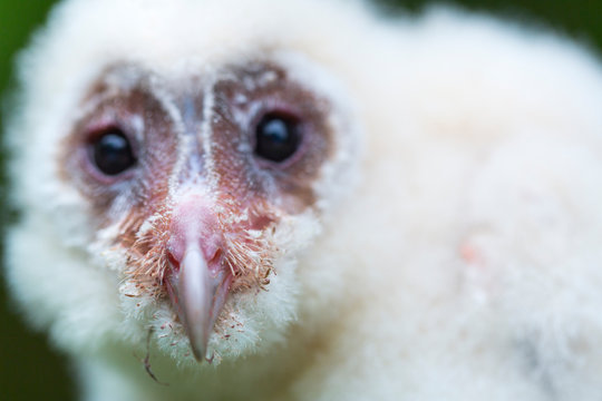 "Barn Owl - Lechuza Comun" Images – Browse 77 Stock Photos, Vectors ...