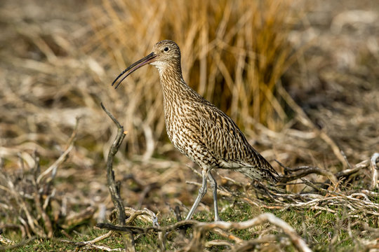 รูปภาพCurlew – เลือกดูภาพถ่ายสต็อก เวกเตอร์ และวิดีโอ8,967 | Adobe Stock