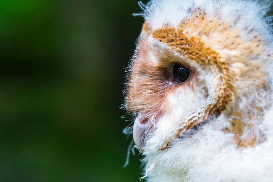 "Barn Owl - Lechuza Comun" Images – Browse 77 Stock Photos, Vectors ...