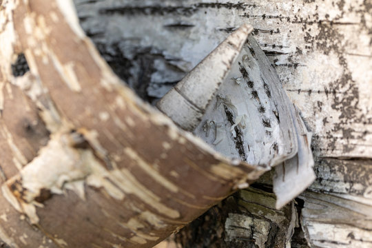 รูปภาพBirchbark – เลือกดูภาพถ่ายสต็อก เวกเตอร์ และวิดีโอ11,367 | Adobe ...