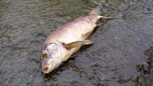 Ichthyophobia Images – Browse 8 Stock Photos, Vectors, and Video ...