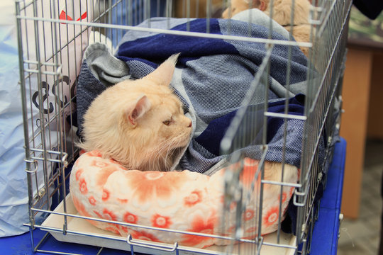 Katzenhotel Bilder – Durchsuchen 5,687 Archivfotos, Vektorgrafiken und ...