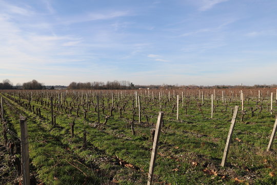 "Champ De Vigne" Bilder – Durchsuchen 276 Archivfotos, Vektorgrafiken ...