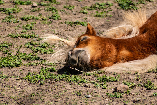 Solipeds Images – Browse 41 Stock Photos, Vectors, and Video | Adobe Stock