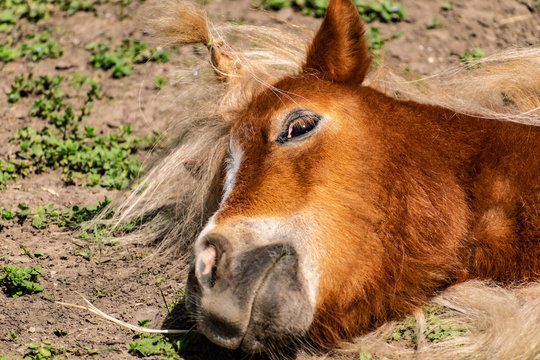 Solipeds Images – Browse 41 Stock Photos, Vectors, and Video | Adobe Stock