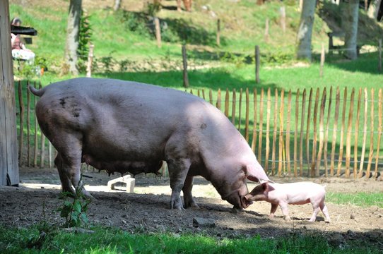 รูปภาพPiggery – เลือกดูภาพถ่ายสต็อก เวกเตอร์ และวิดีโอ12,174 | Adobe Stock