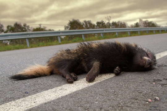 "Killing Animals" Images – Browse 84 Stock Photos, Vectors, and Video ...