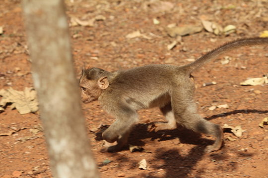 Monley Images – Browse 75 Stock Photos, Vectors, and Video | Adobe Stock