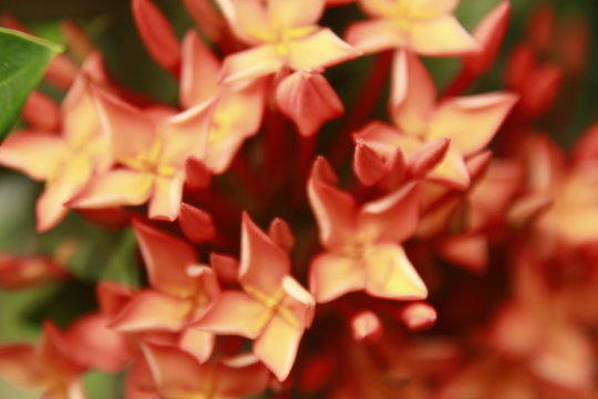 Imágenes de Viruchi: descubre bancos de fotos, ilustraciones, vectores ...