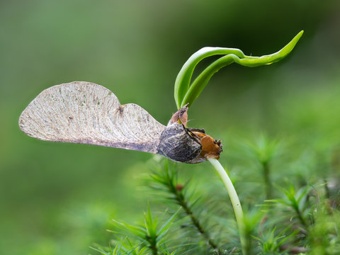 「Keimling」の画像 - 6,496 件の Stock 写真、ベクターおよびビデオ | Adobe Stock