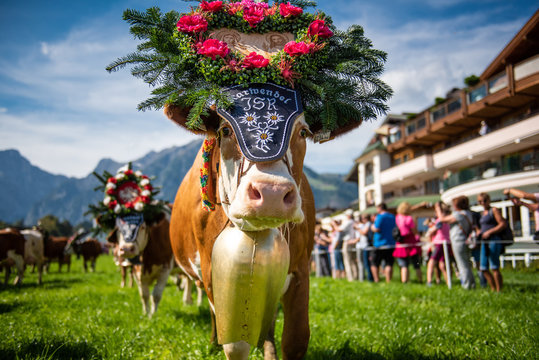 Almabtrieb Images – Parcourir 1,620 le catalogue de photos, vecteurs et ...