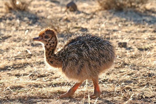 Straussenbaby Bilder – Durchsuchen 301 Archivfotos, Vektorgrafiken und ...