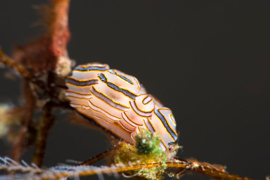 Doto Bilder – Durchsuchen 551 Archivfotos, Vektorgrafiken und Videos ...